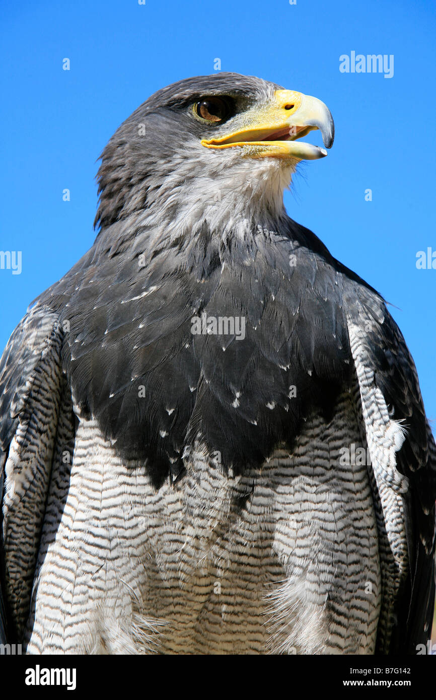 Chilean blue eagle hi-res stock photography and images - Alamy