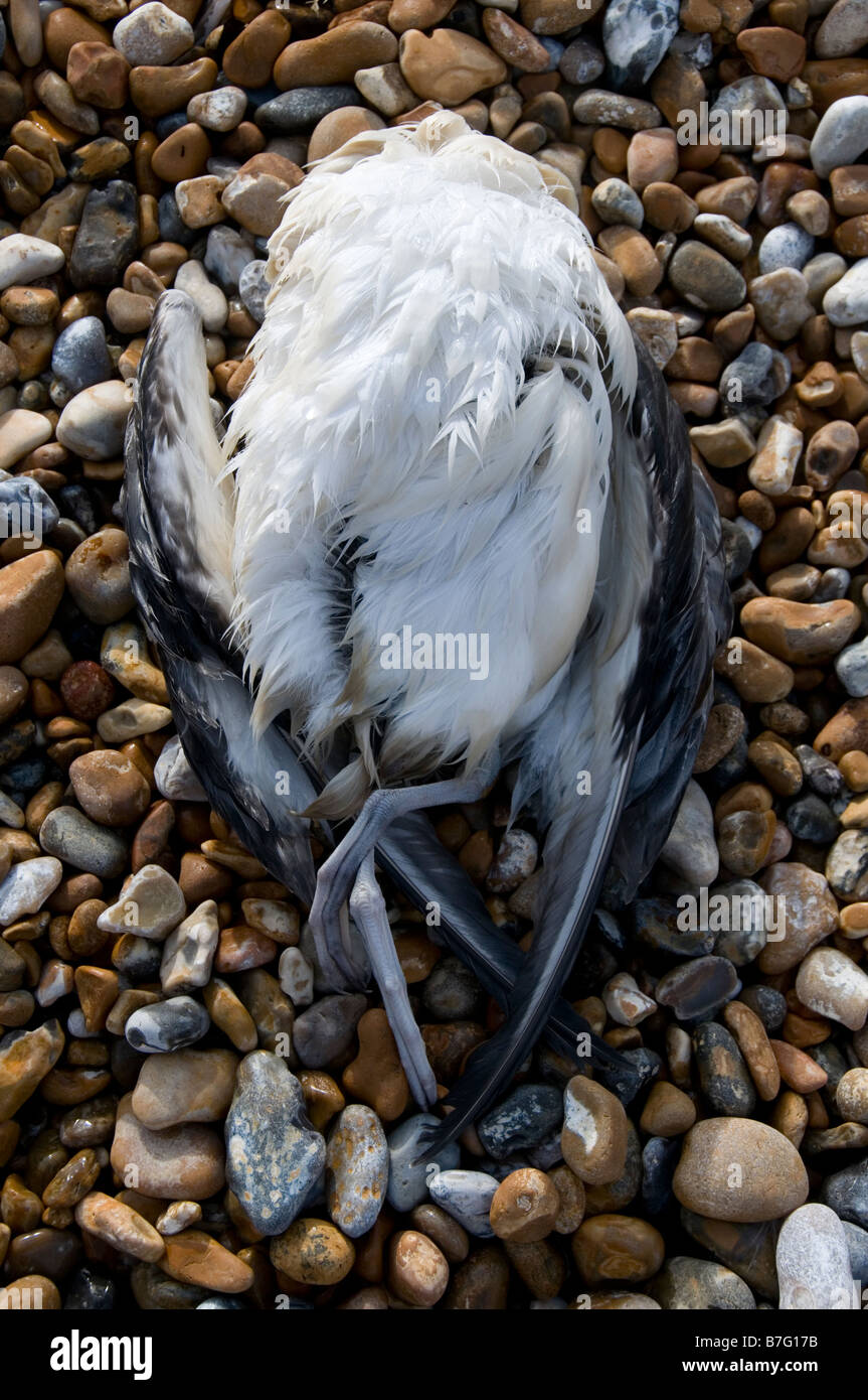 Dungeness Kent Dead bird washed ashore after a storm Stock Photo - Alamy