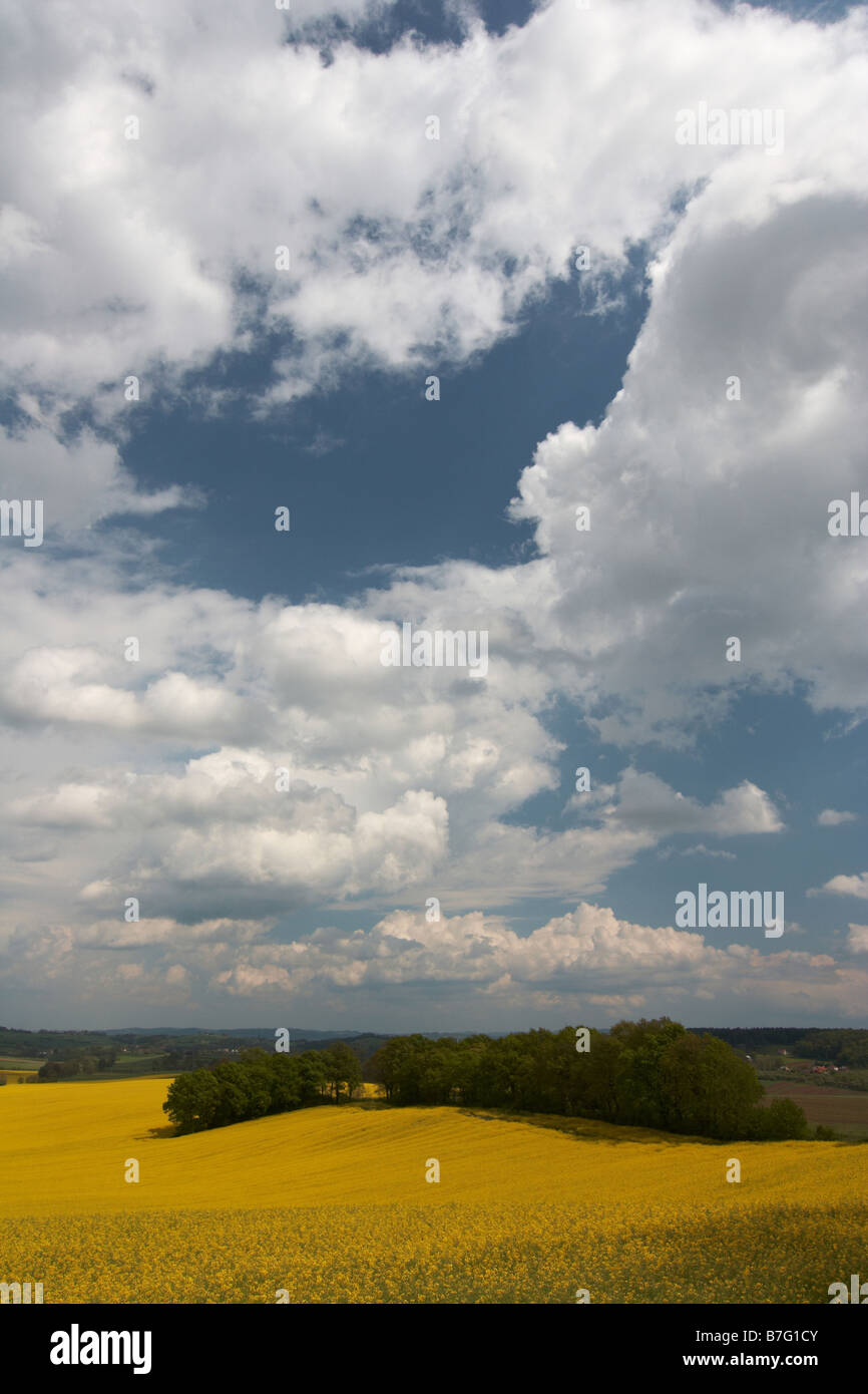 landscape with cole Stock Photo - Alamy