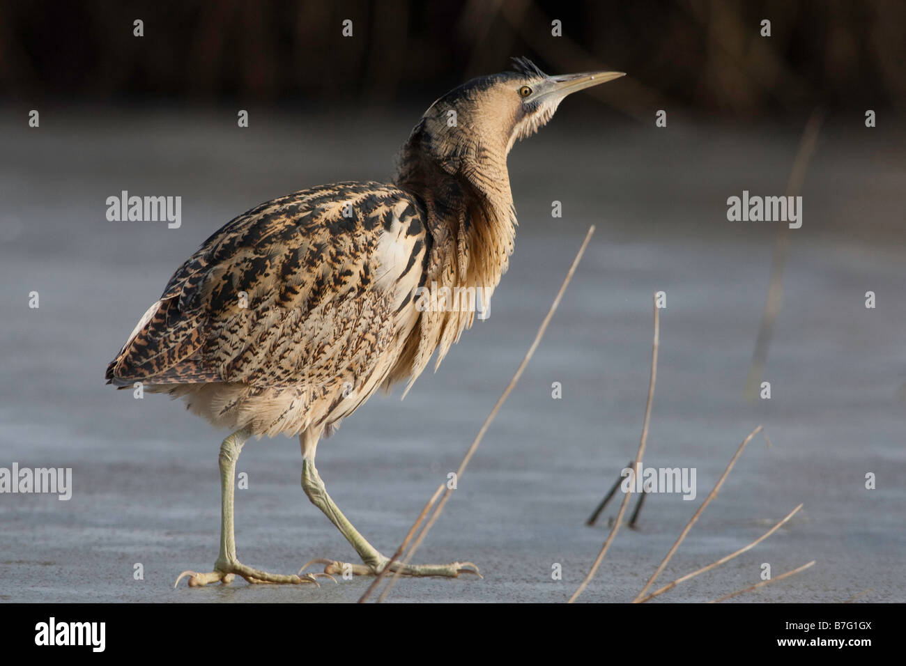 Ruffled bird walking on the ice Stock Photo - Alamy