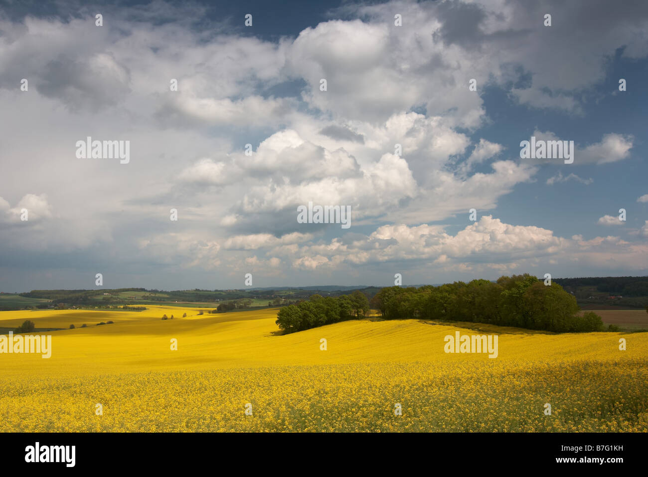 landscape with cole Stock Photo - Alamy