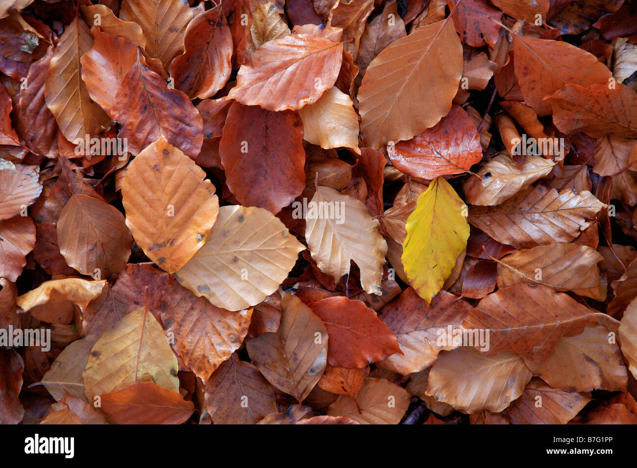 Beech Trees Fagus sylvatica Leaves Autumn English Woodland Thetford ...