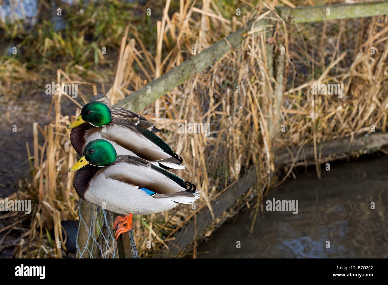 Sitting ducks hi-res stock photography and images - Alamy