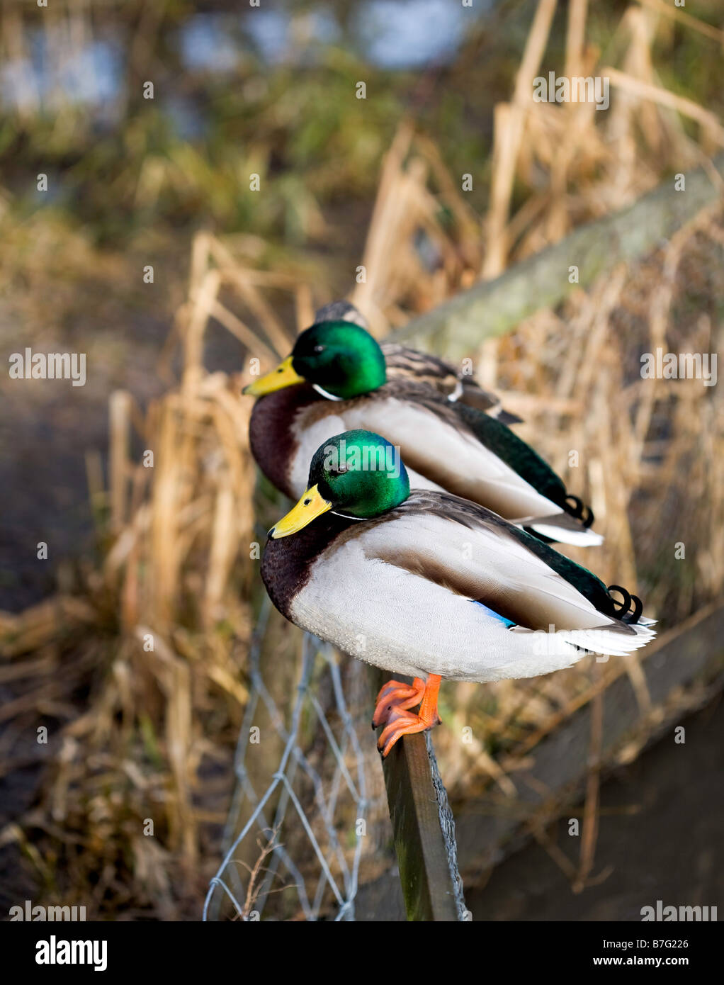 Sitting ducks hi-res stock photography and images - Alamy