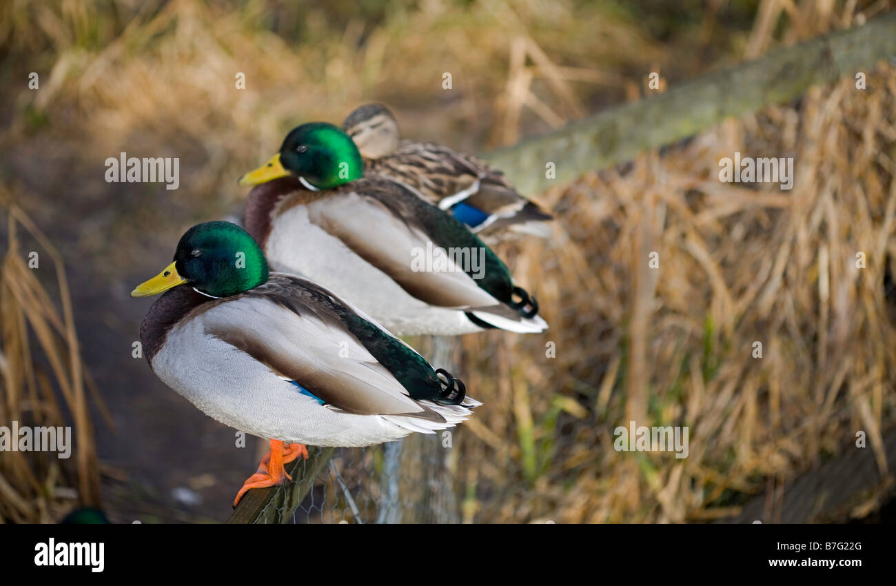 Male and female mallard sitting hi-res stock photography and images - Alamy