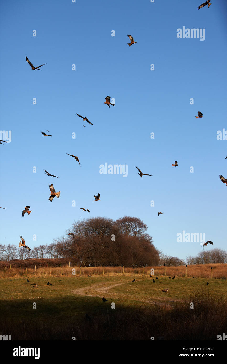 Red Kites at the Feeding Station at Gigrin Farm, Rhayader, Wales, UK ...