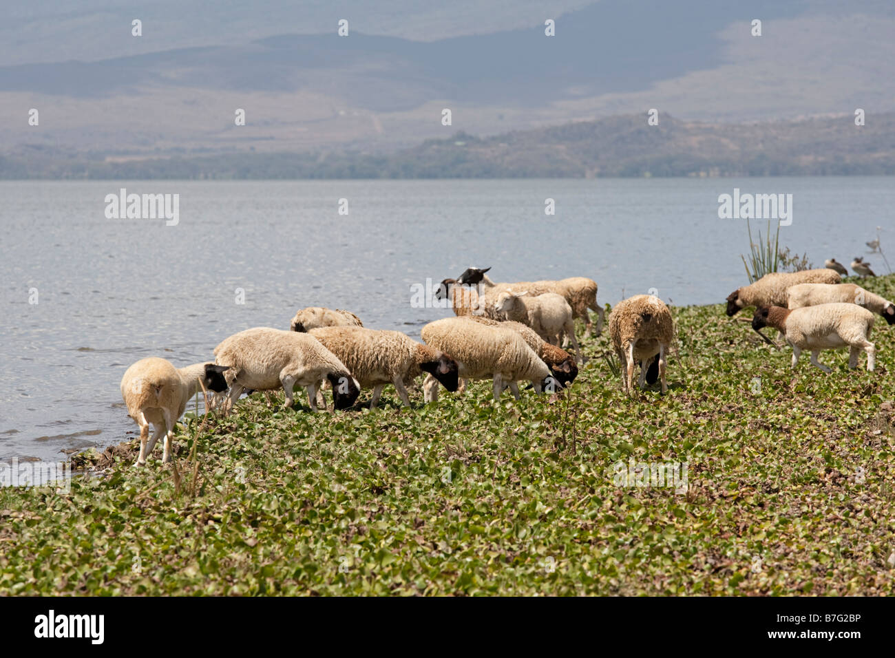 Sheep feeding on water hyacinth Lake Naivasha Kenya Stock Photo - Alamy