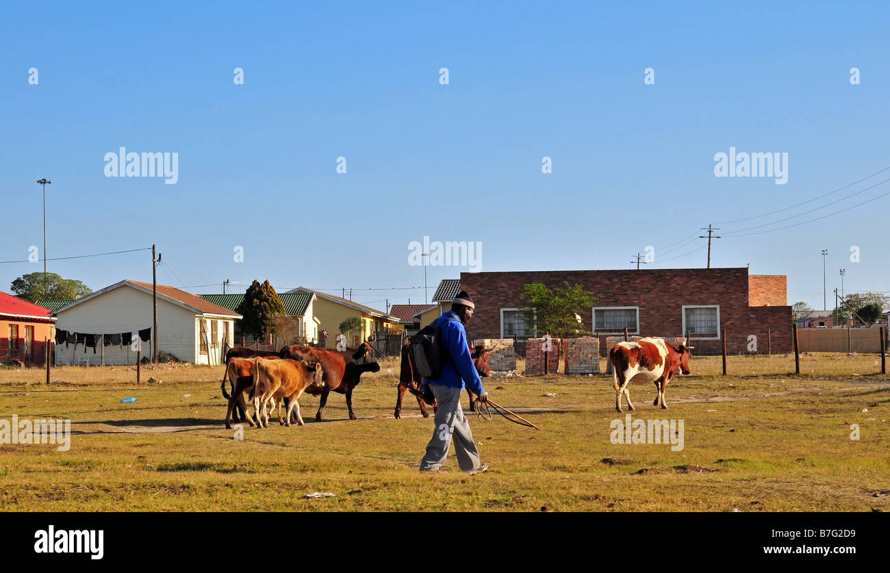 A township resident walks his cows home, Grahamstown, South Africa ...