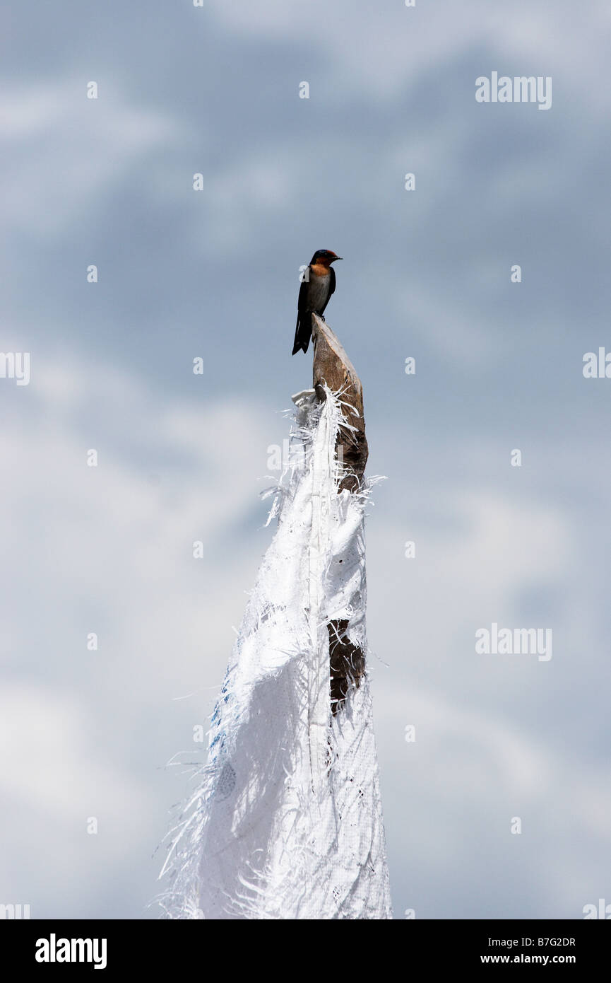 White chest bird hi-res stock photography and images - Alamy