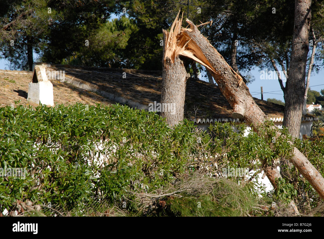 Snapped Tree Trunk Stock Photos & Snapped Tree Trunk Stock Images - Alamy