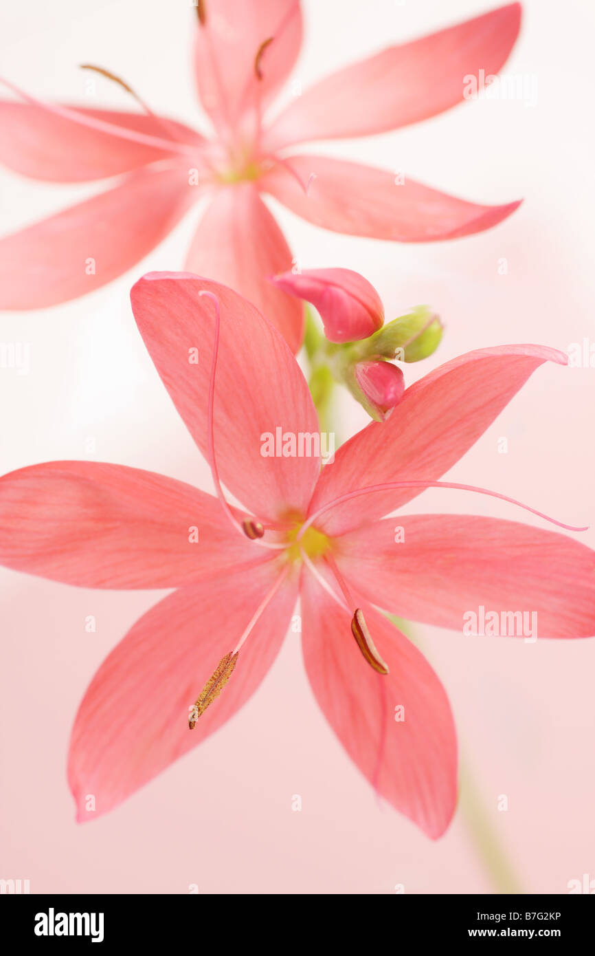 Six petal lilies hi-res stock photography and images - Alamy