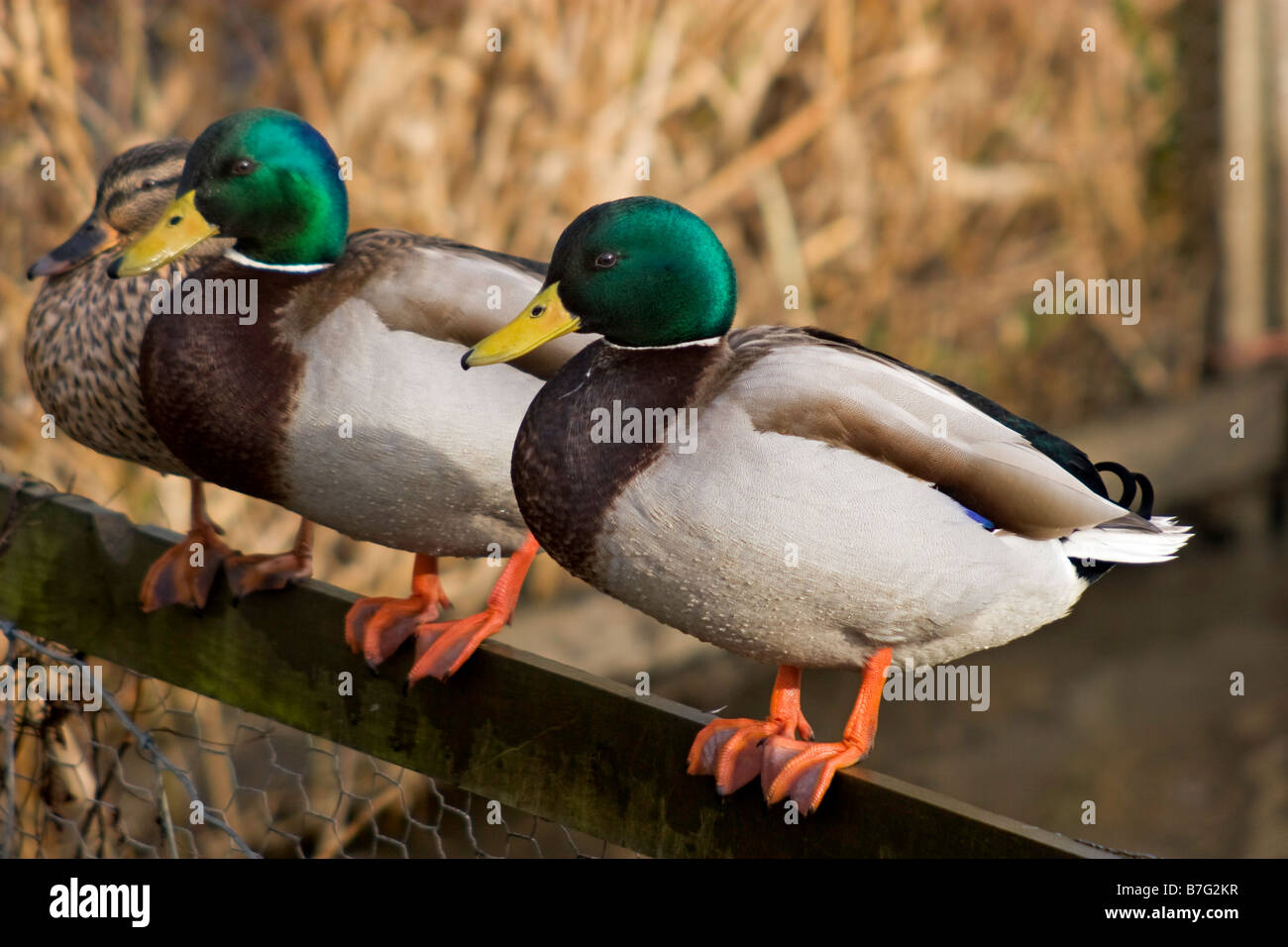 Sitting ducks hi-res stock photography and images - Alamy