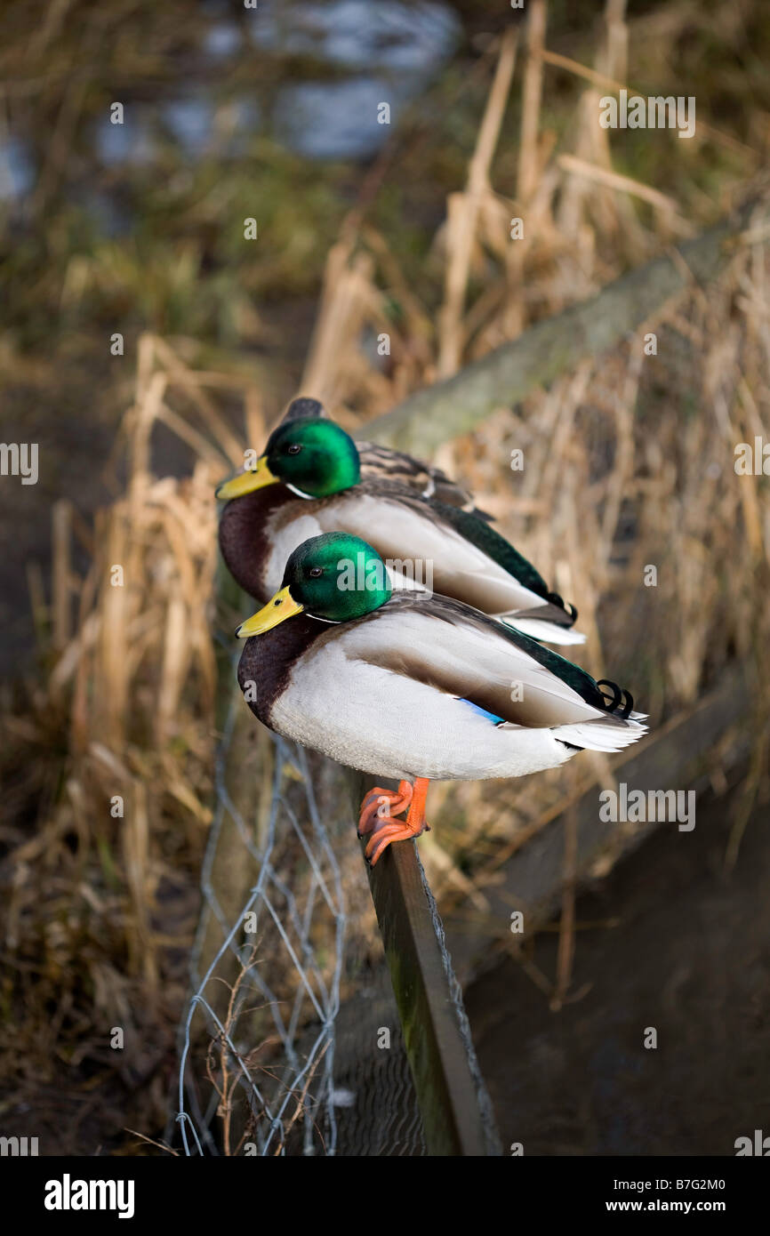 Sitting ducks hi-res stock photography and images - Alamy