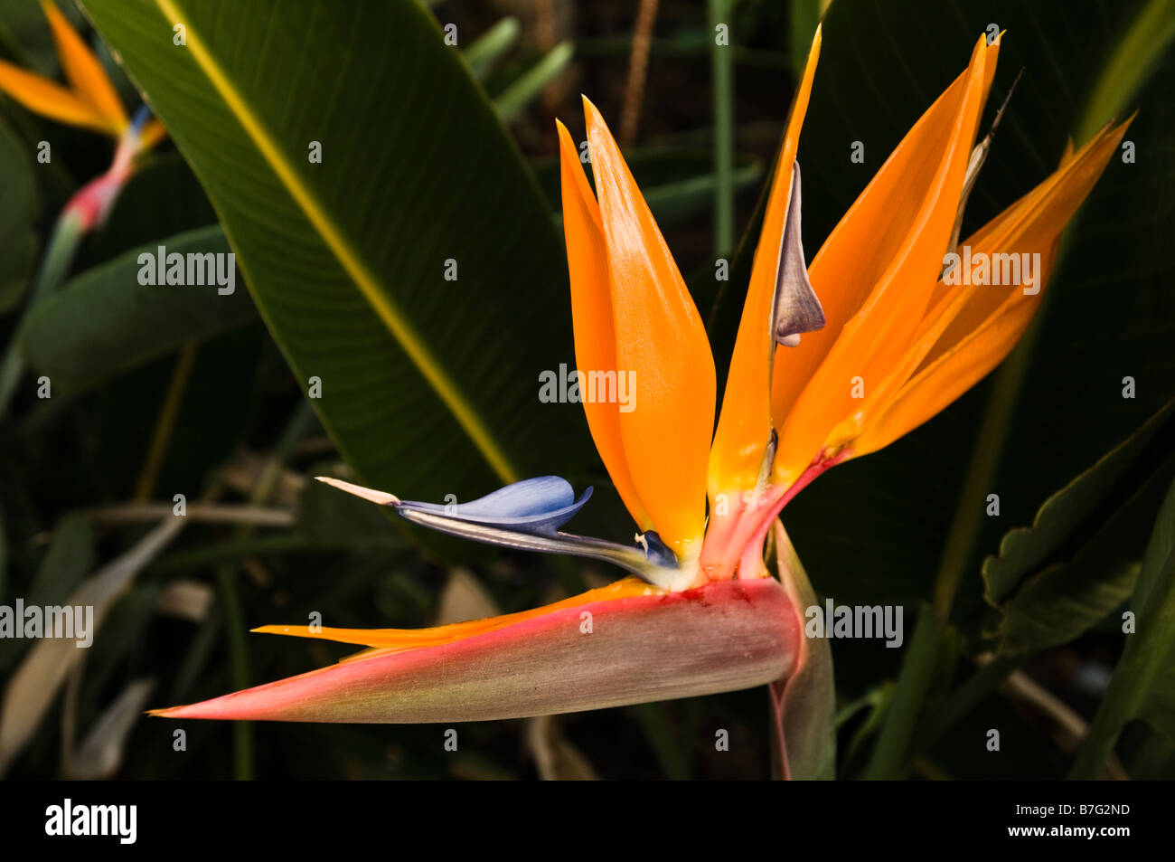 Crane flower hi-res stock photography and images - Alamy
