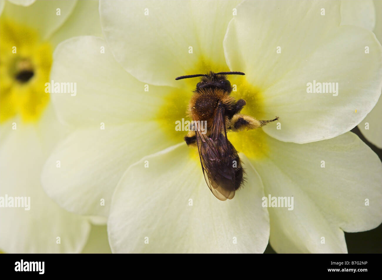 Adrena hi-res stock photography and images - Alamy