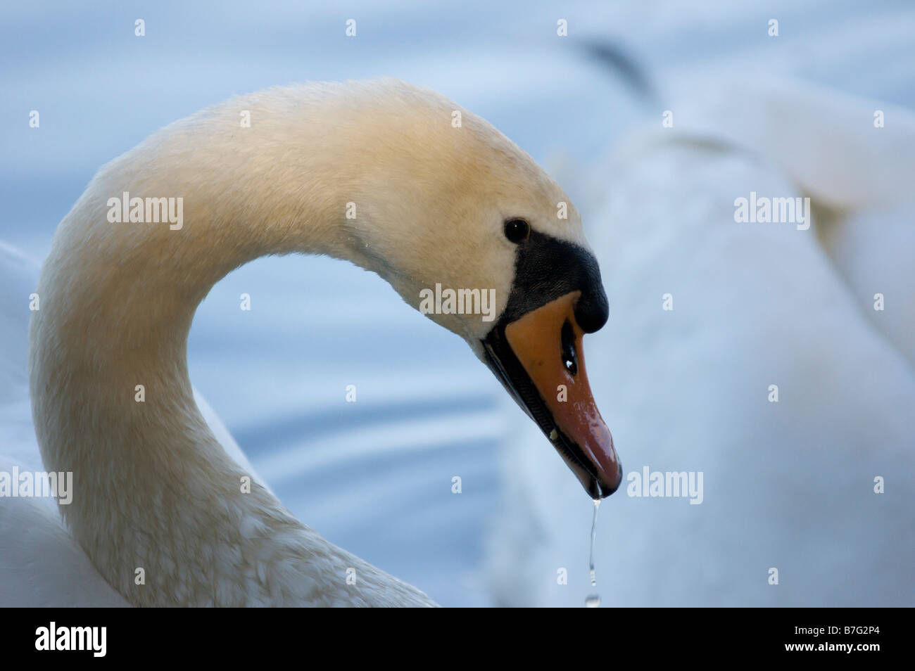 Mute Swan Dribbling Stock Photo - Alamy