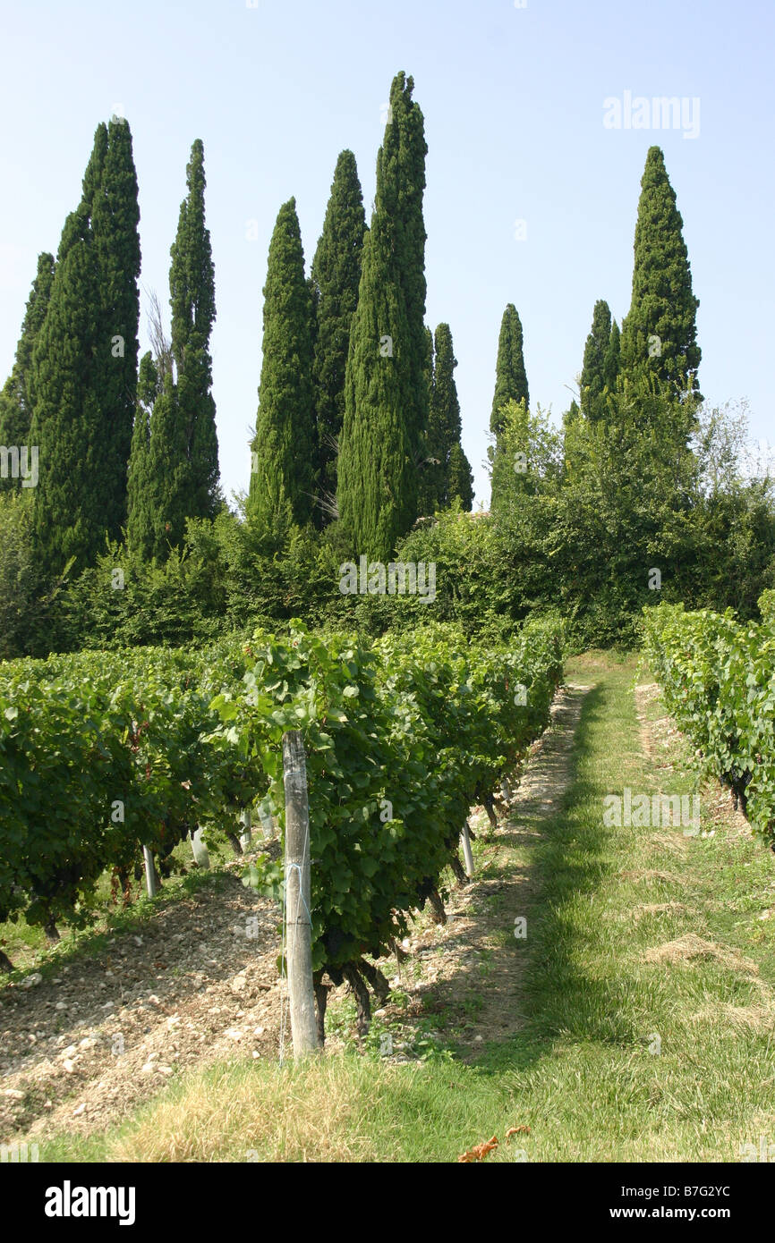 Poplar trees and france hi-res stock photography and images - Alamy