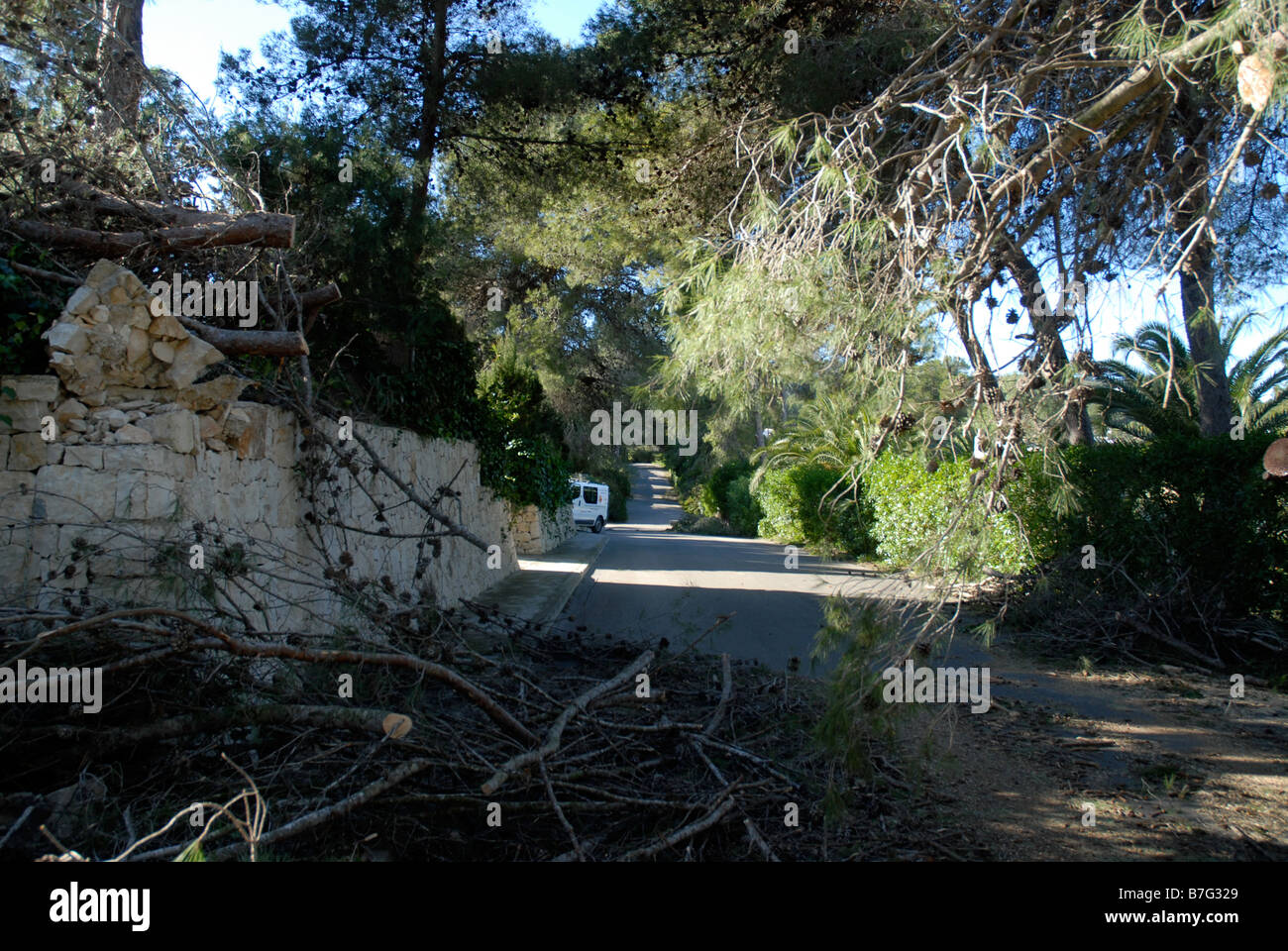 fallen pine trees & smashed wall after hurricane force winds in Jan ...