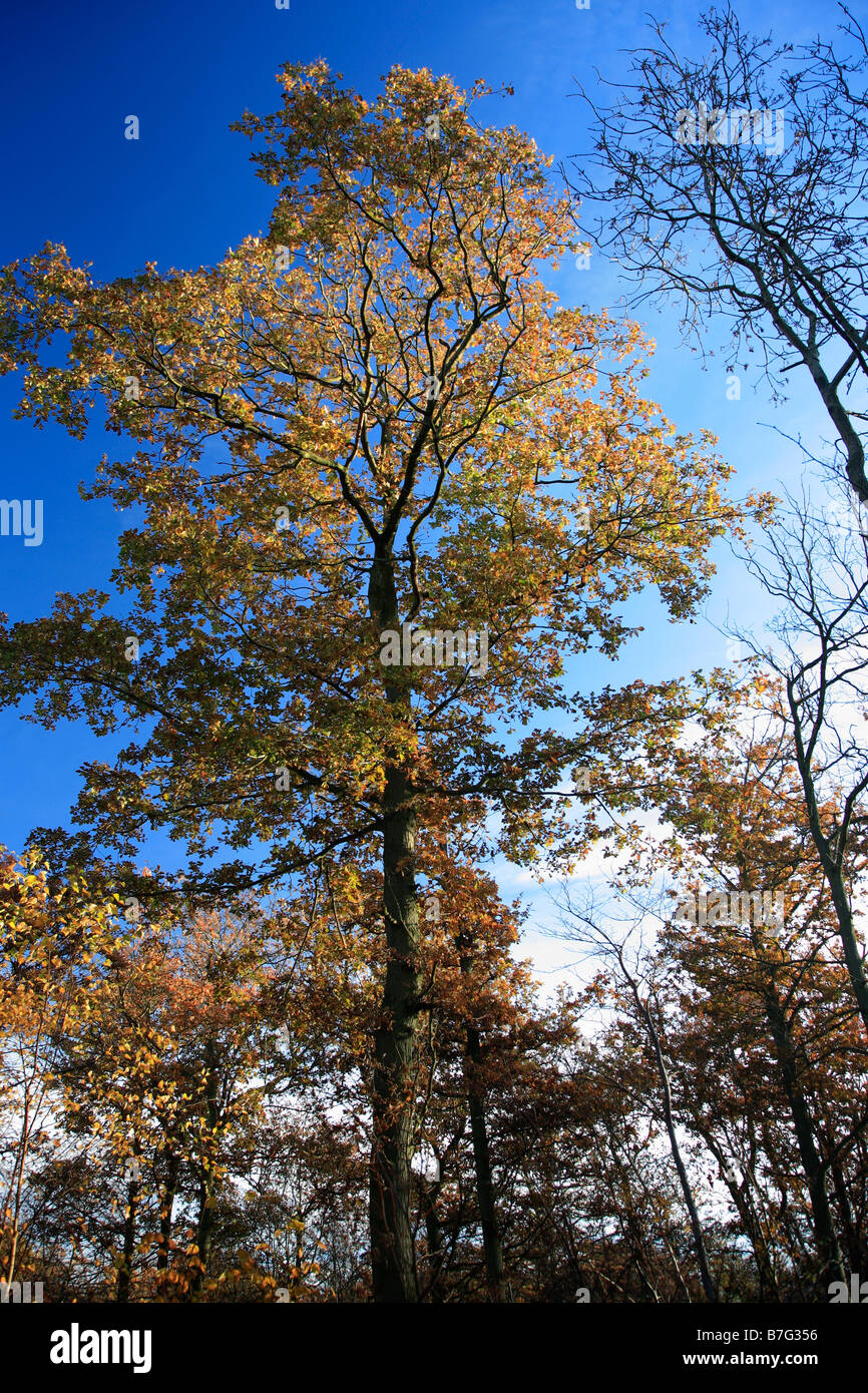 Silver Birch Trees Betula pendula in Autumn Colours Woodland Thetford ...