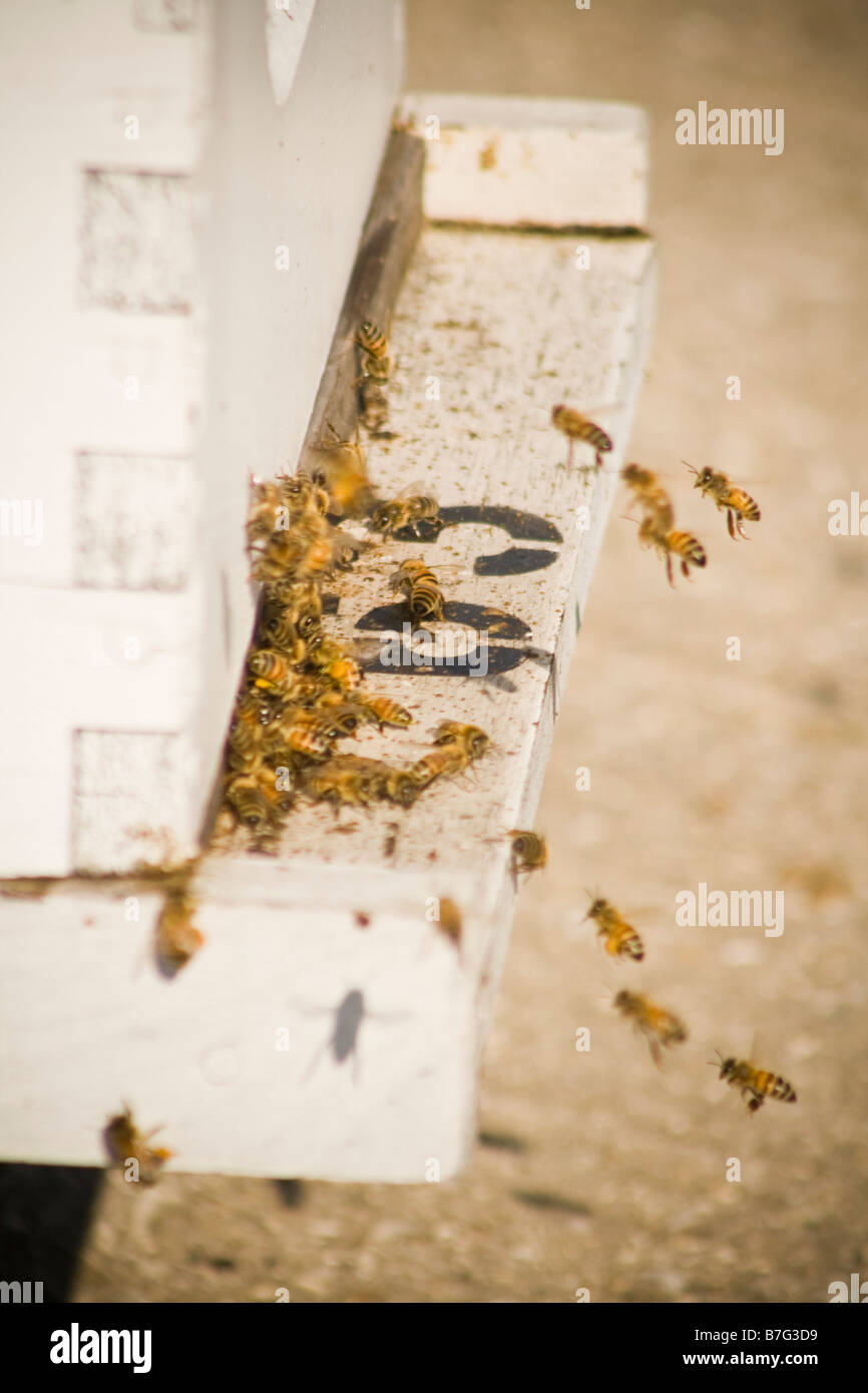 Worker bees returning to the hive Stock Photo - Alamy