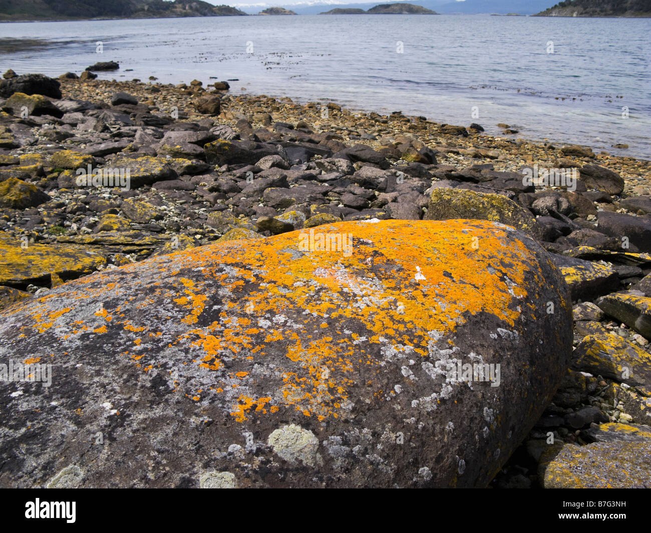 Big rock covered with lichen on a rocky strand in Tierra del Fuego ...