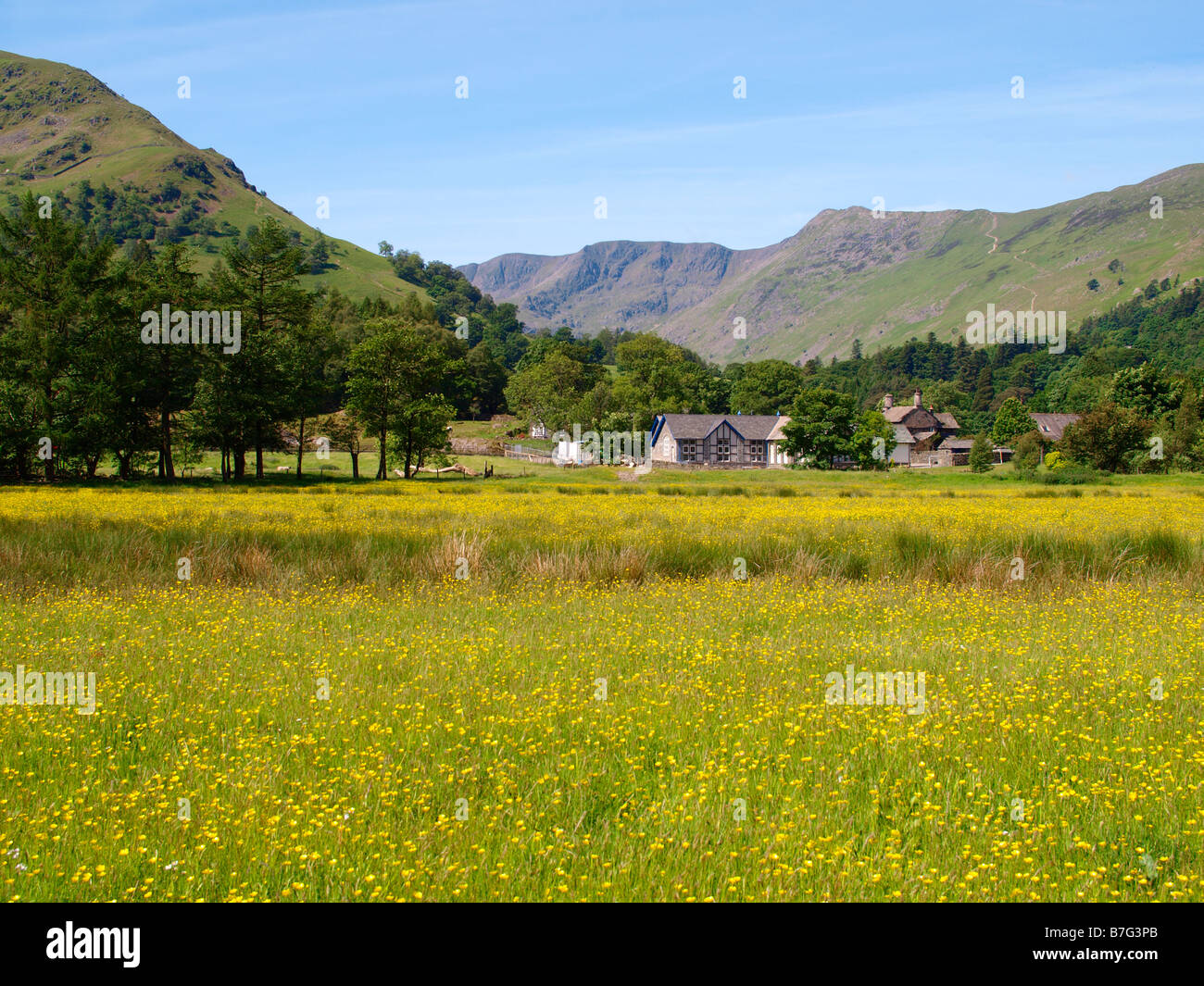 Buttercup field at Patterdale near Ullswater in the Lake District of ...