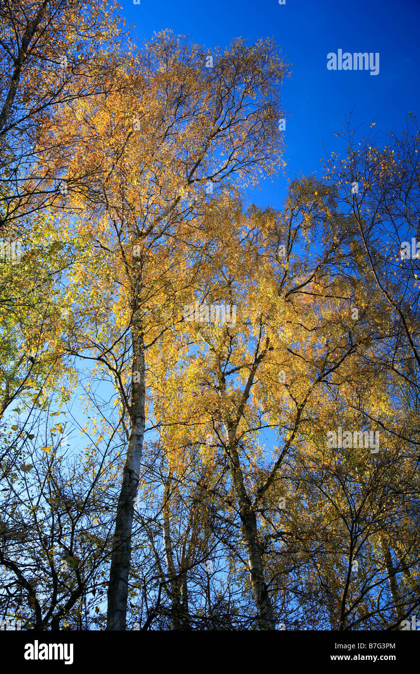 Silver Birch Trees Betula pendula in Autumn Colours Woodland Thetford ...