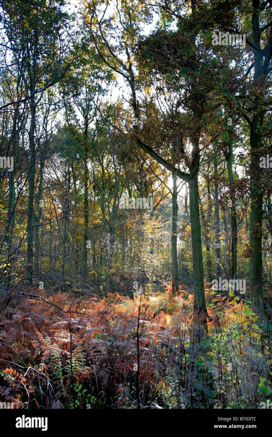 Pine Trees Autumn Colours English Woodland Thetford Forest Forestry ...
