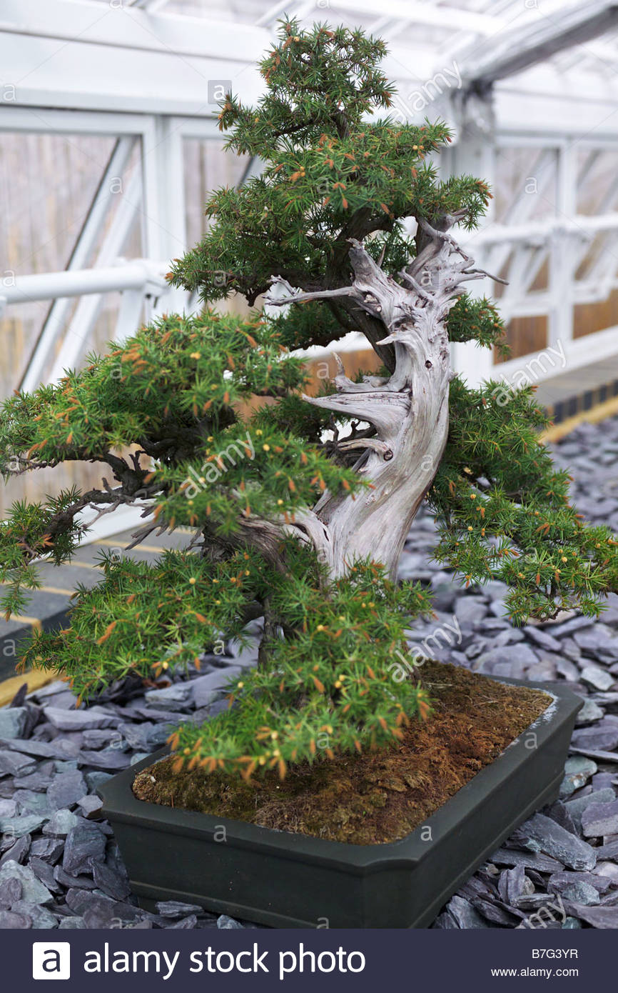 Juniperus Rigida Stock Photos & Juniperus Rigida Stock Images - Alamy