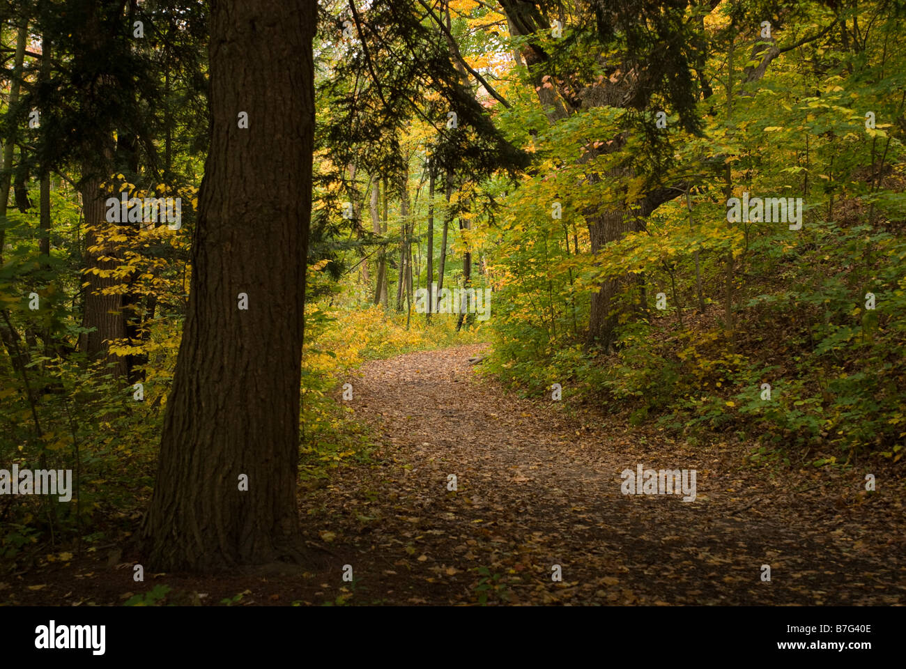 Winding road through the woods in the fall hi-res stock photography and ...