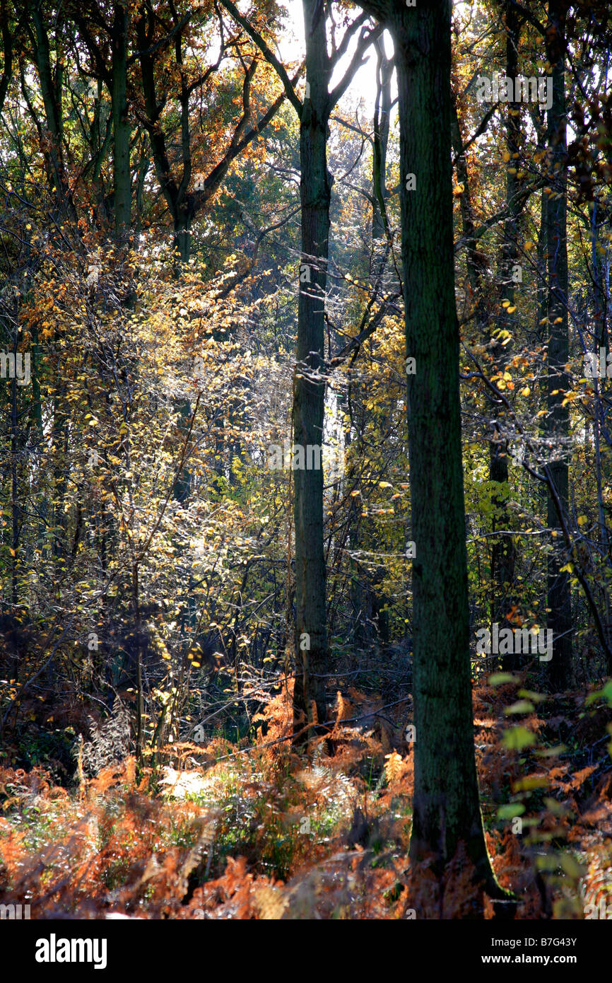 Breckland trees hi-res stock photography and images - Alamy