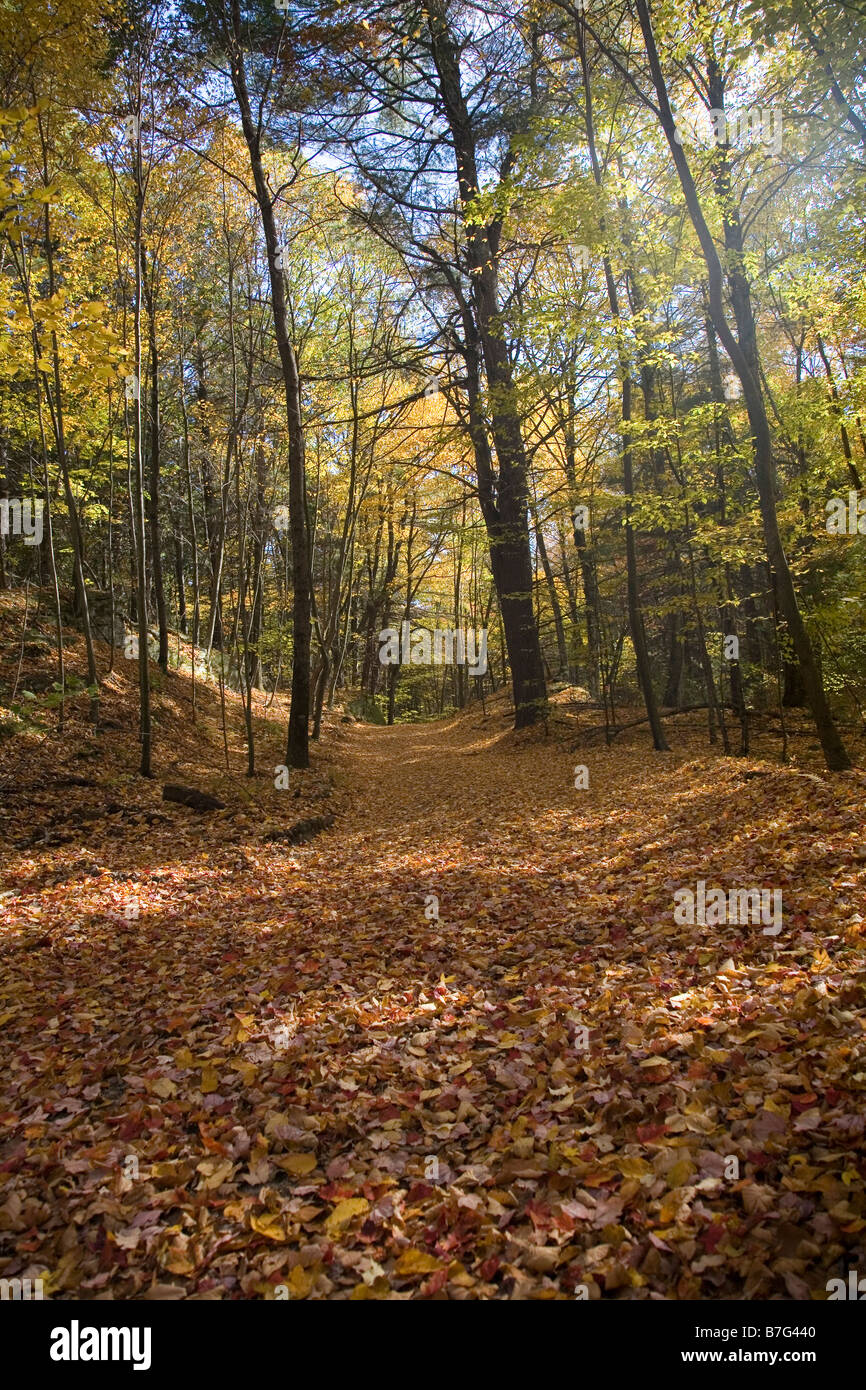 Photograph of a leaf covered trail through the woods Stock Photo - Alamy