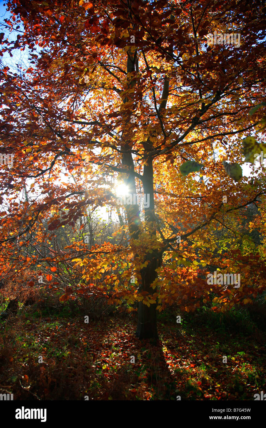 Beech Trees Fagus sylvatica Autumn Colours English Woodland Thetford ...