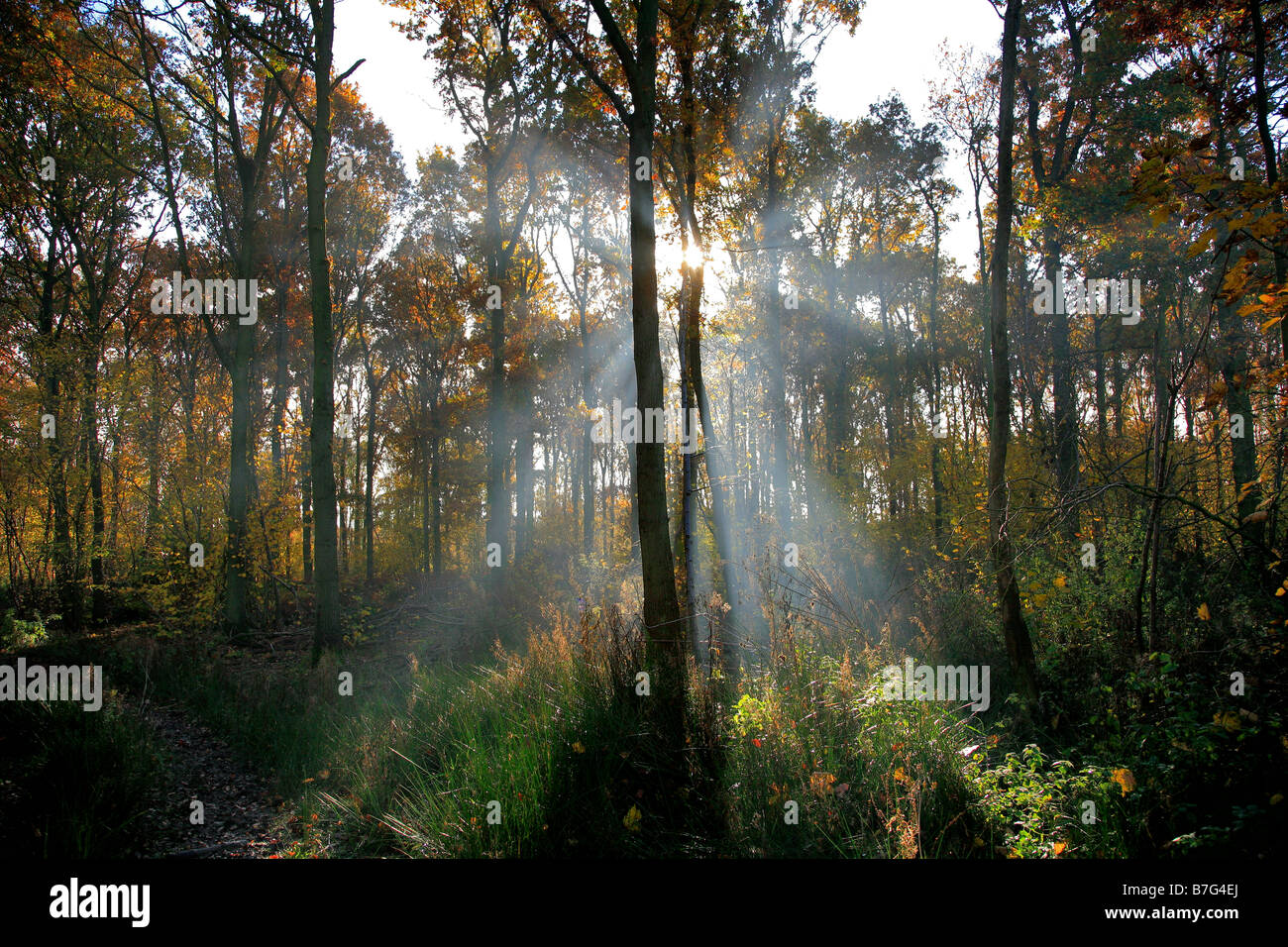Pine Trees Autumn Colours English Woodland Thetford Forest Forestry ...
