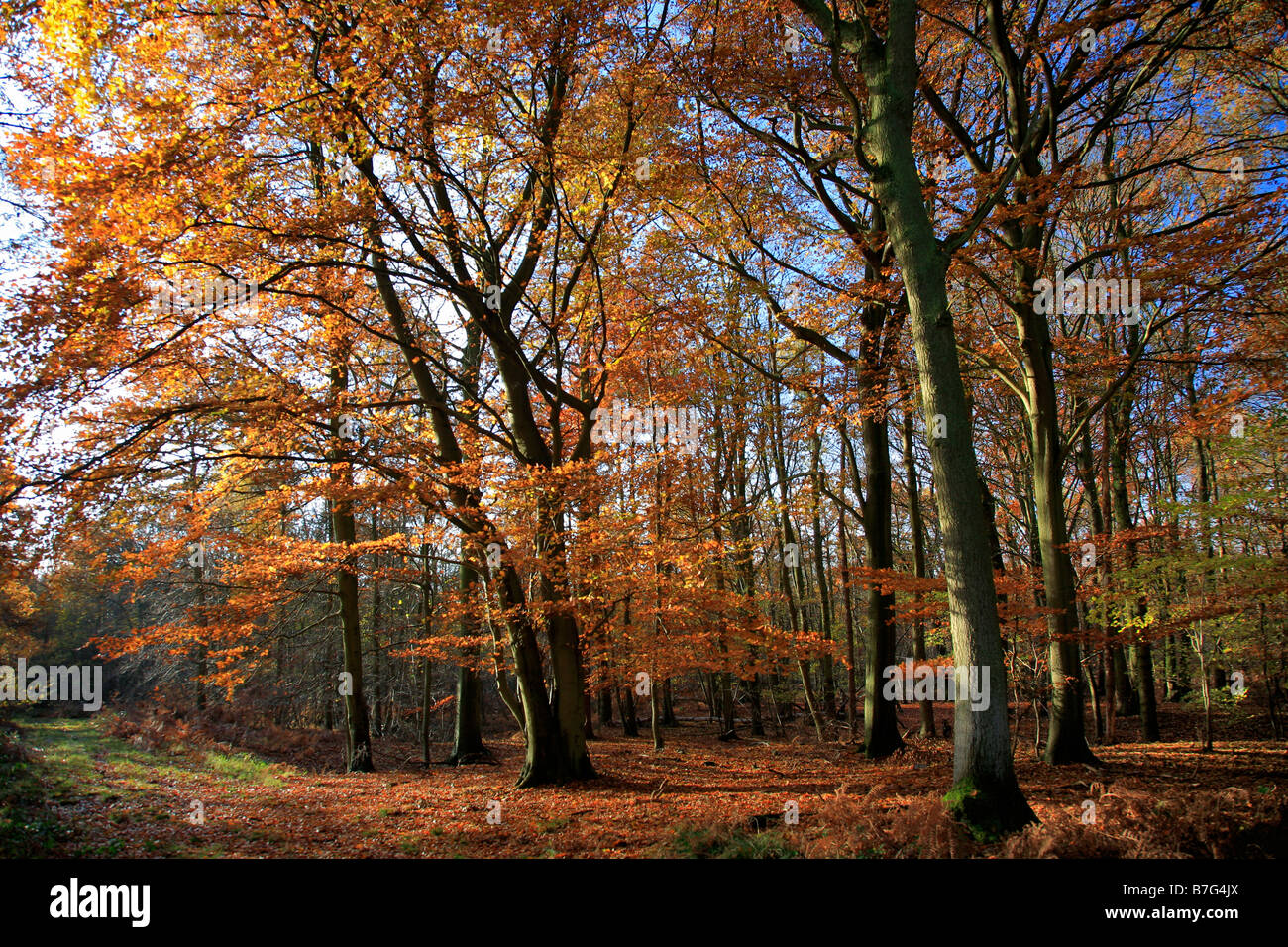Thetford Forest Breckland High Resolution Stock Photography and Images ...