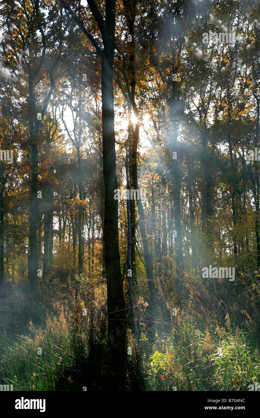 Pine Trees Autumn Colours English Woodland Thetford Forest Forestry ...