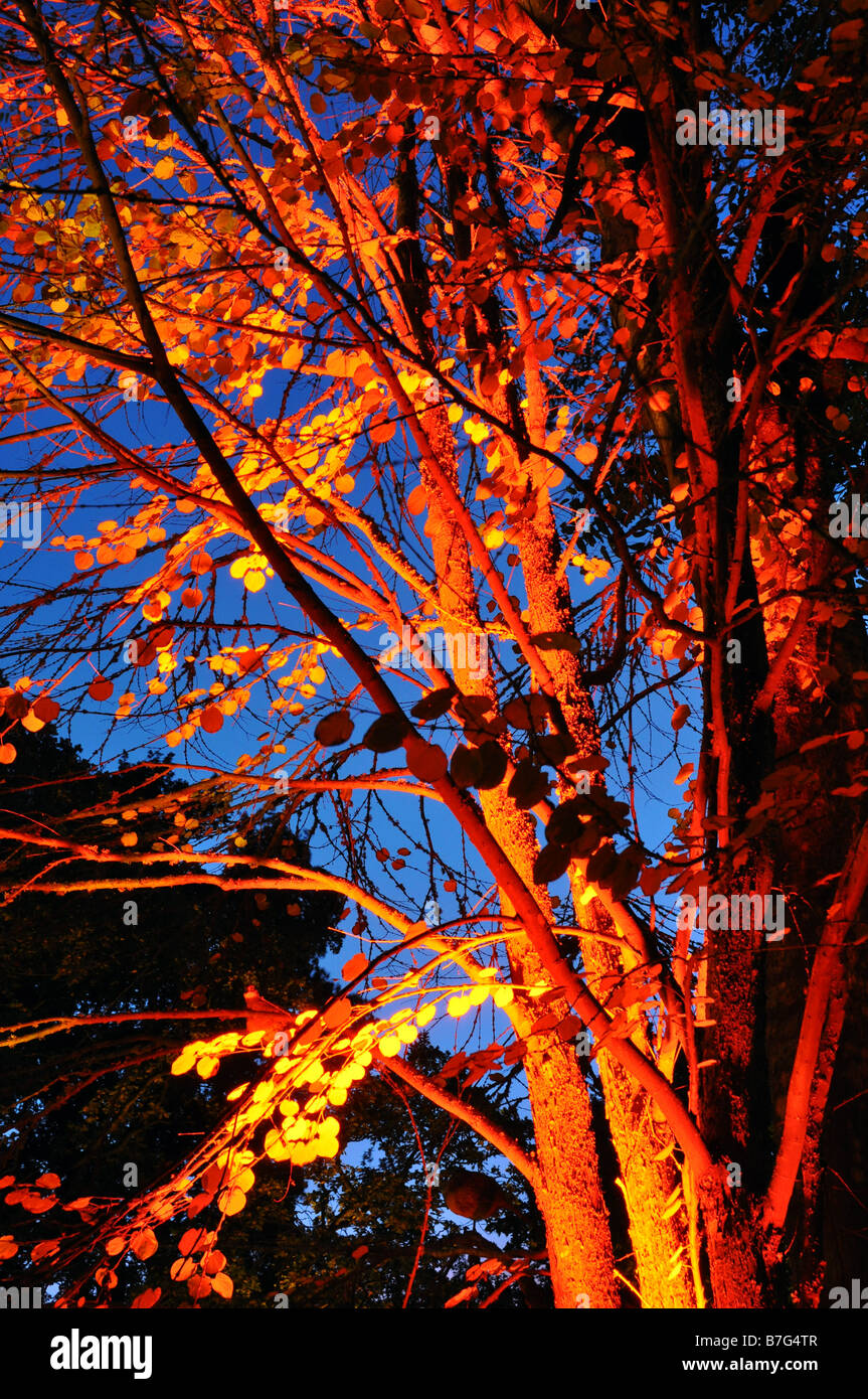 Garden tree lighting hi-res stock photography and images - Alamy