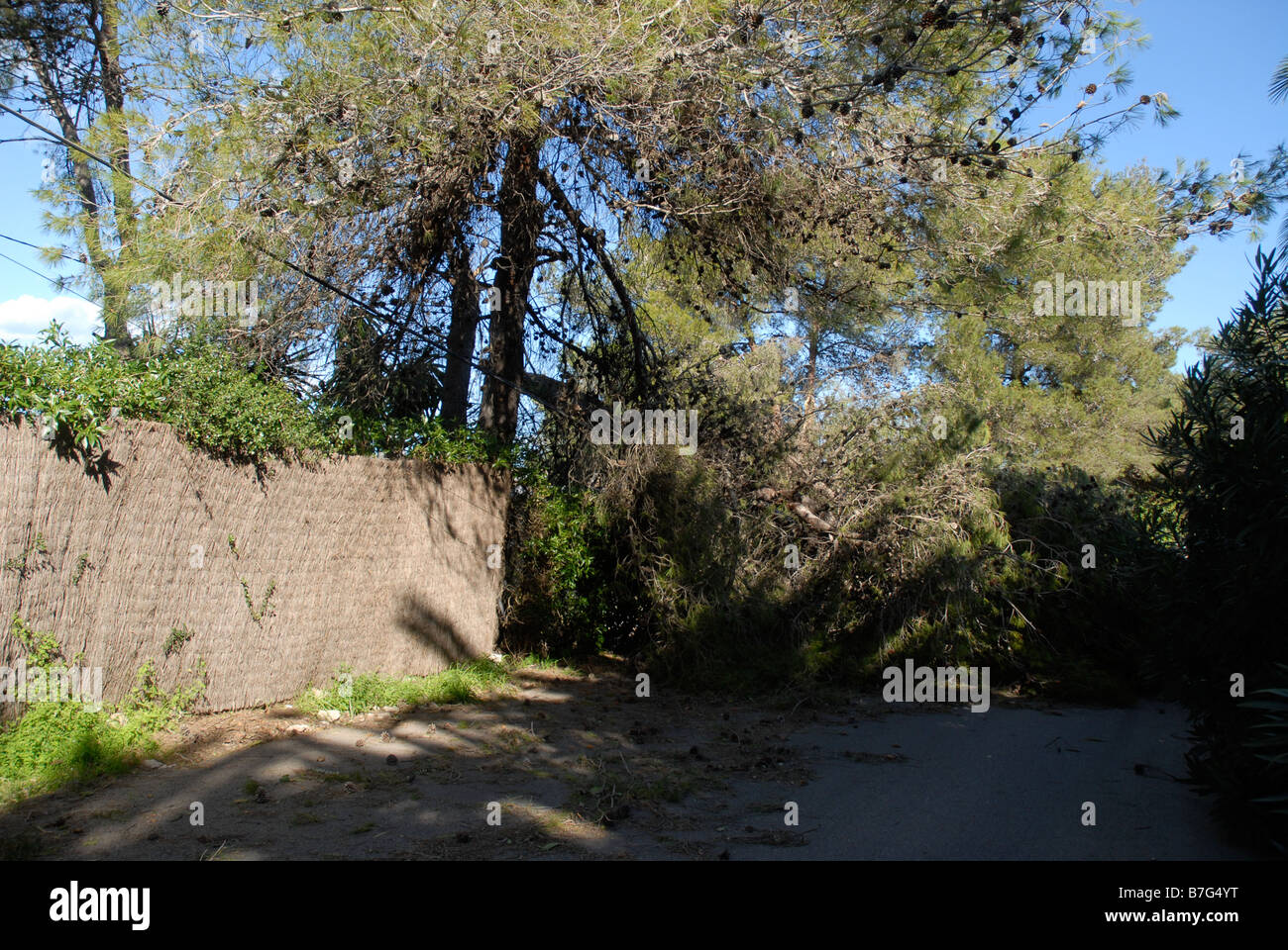 Hazard fallen trees hi-res stock photography and images - Alamy