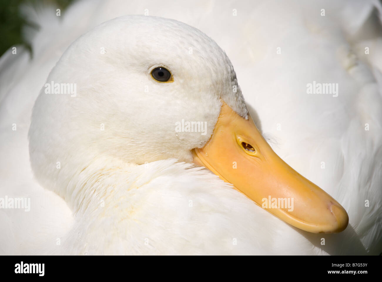 White duck yellow beak hi-res stock photography and images - Alamy