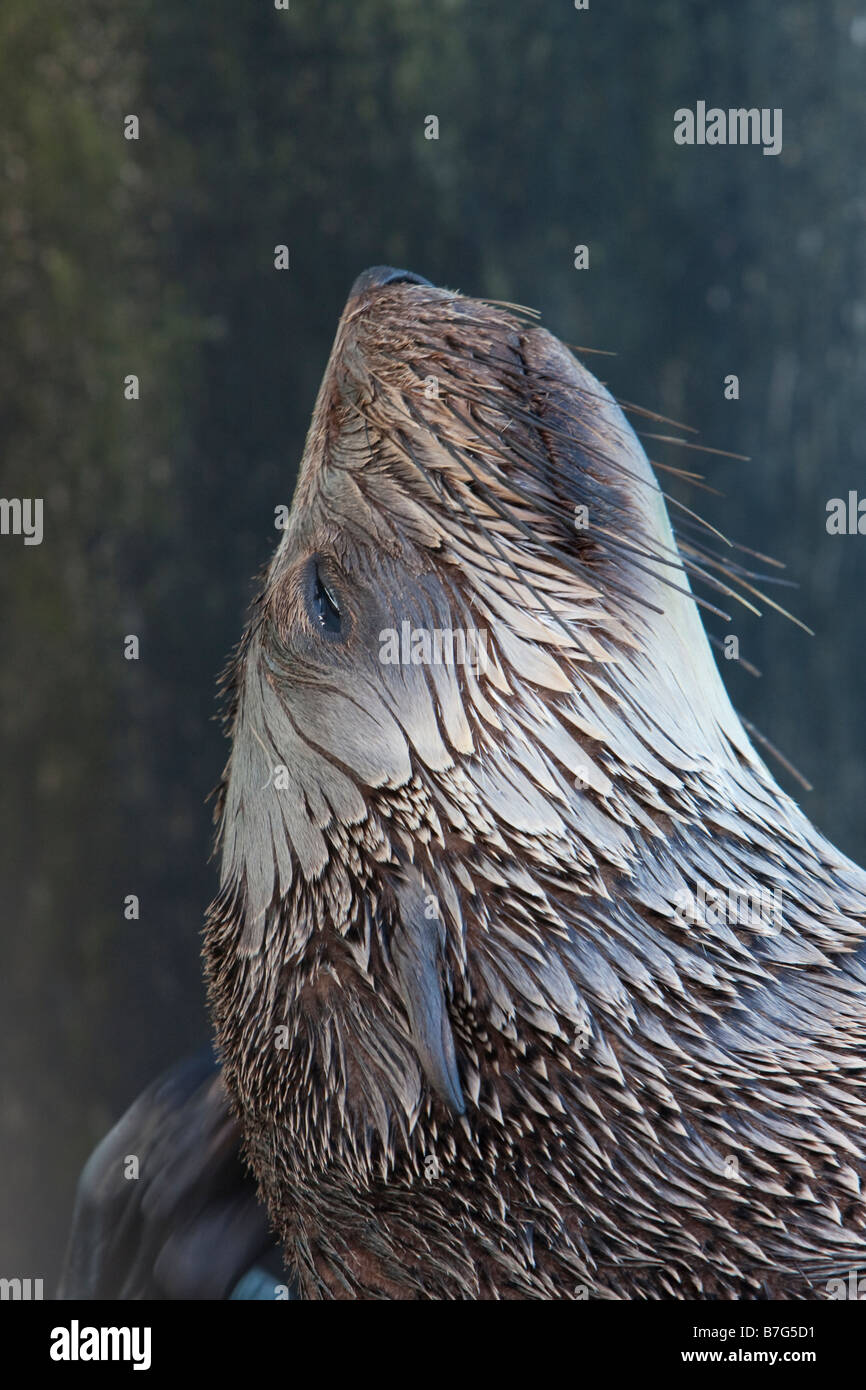 Juvenile Australian brown fur seal reclining on the Rye pier. Rye ...