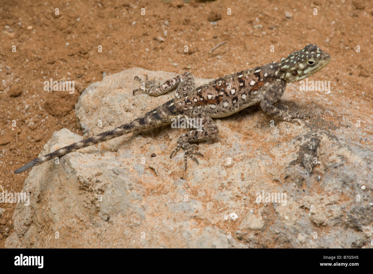 Agamid lizard sunbathing on rock Tsavo East Kenya Stock Photo - Alamy