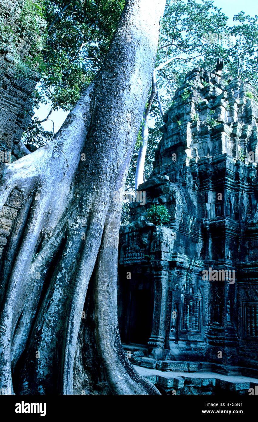Roots of sycamore trees growing into ruins of the 12th century monastic ...