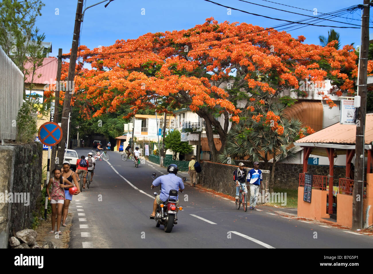Indian flame tree hi-res stock photography and images - Alamy
