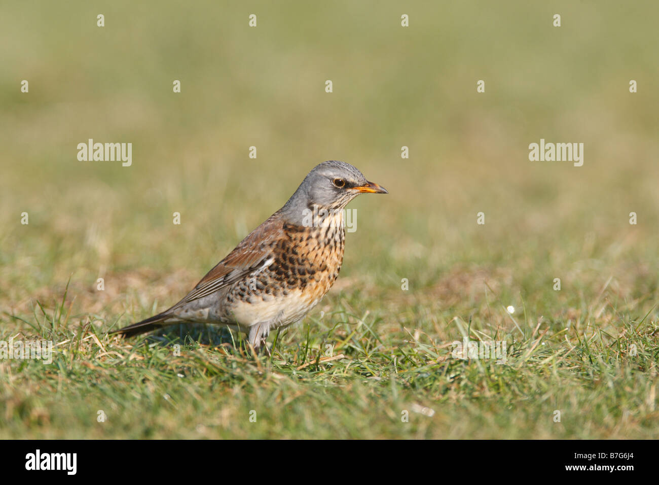 FIELDFARE Turdus pilaris0 LOOKING FOR FOOD IN GRASSLAND Stock Photo - Alamy