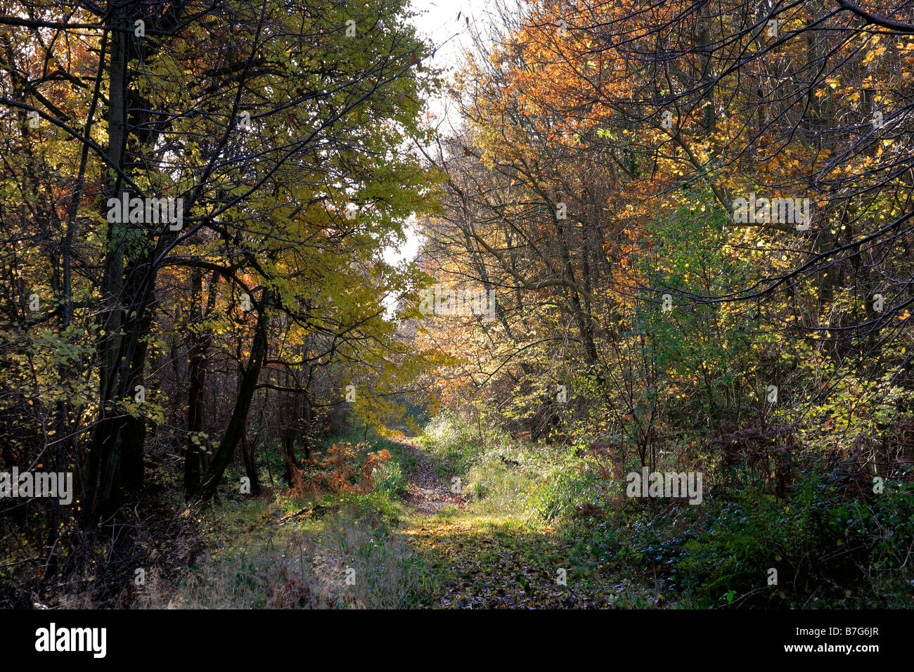 Walks autumn uk forest hi-res stock photography and images - Alamy