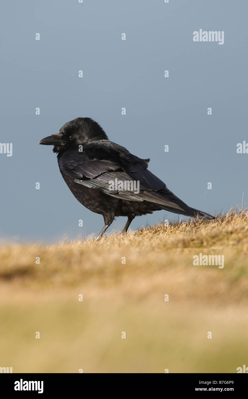 Perching crow hi-res stock photography and images - Alamy