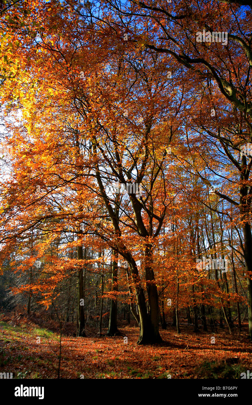 Thetford forest breckland hi-res stock photography and images - Alamy