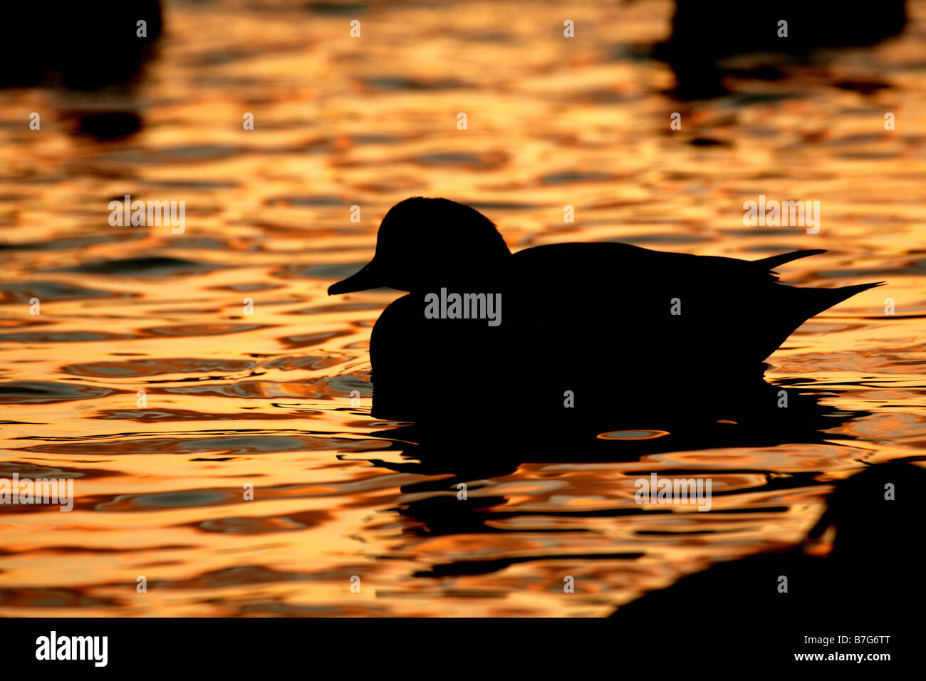 Wigeon duck Anas penelope at sunset Stock Photo - Alamy