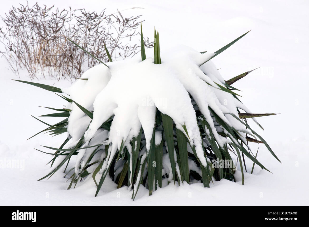 Big green bush covered with snow Stock Photo - Alamy