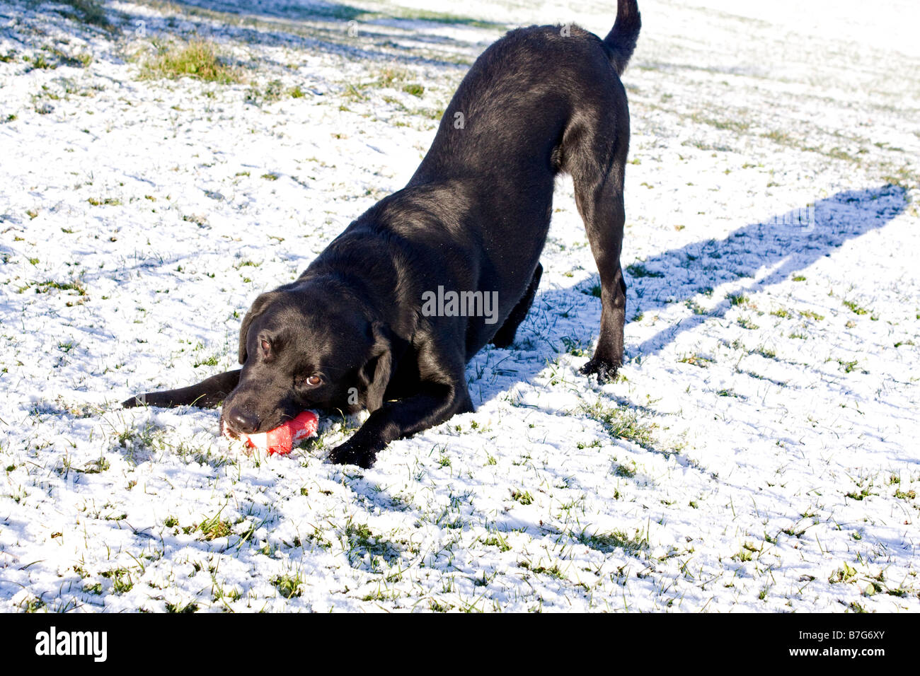 Black labrador in snow hi-res stock photography and images - Alamy